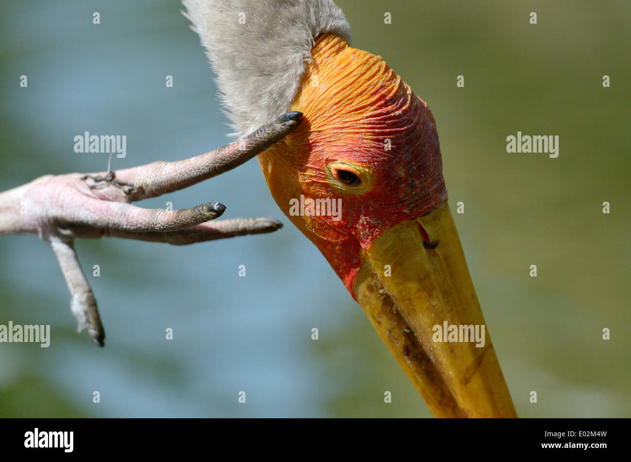 Bird Scratching High Resolution Stock Photography and Images - Alamy