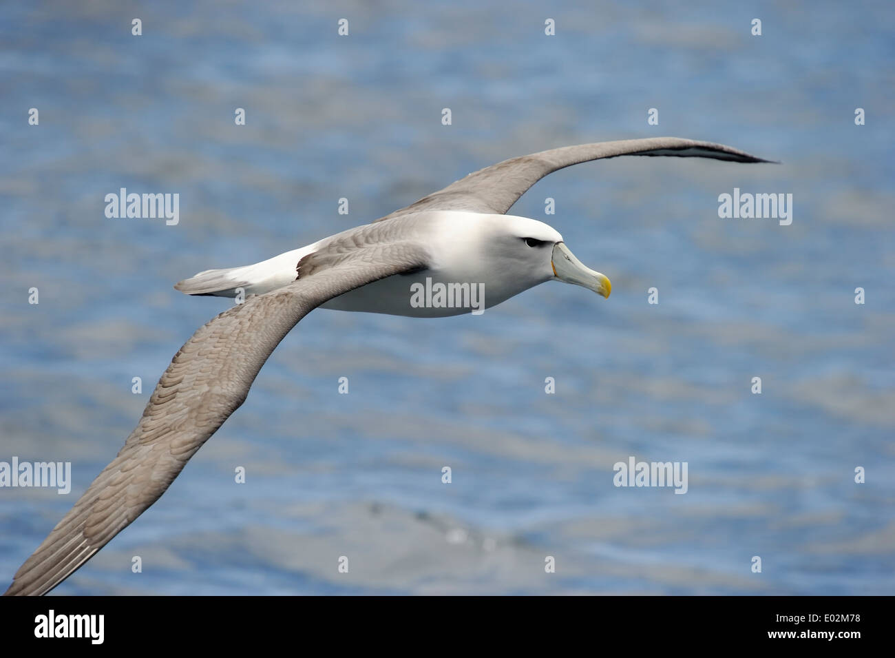 Albatross Flying High Resolution Stock Photography and Images - Alamy