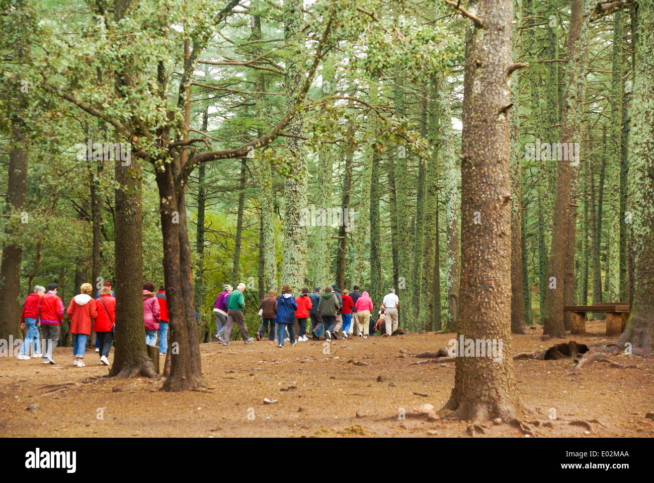 Atlas Cedar (Cedrus atlantica) forest in the Atlas Mountains, Morocco ...