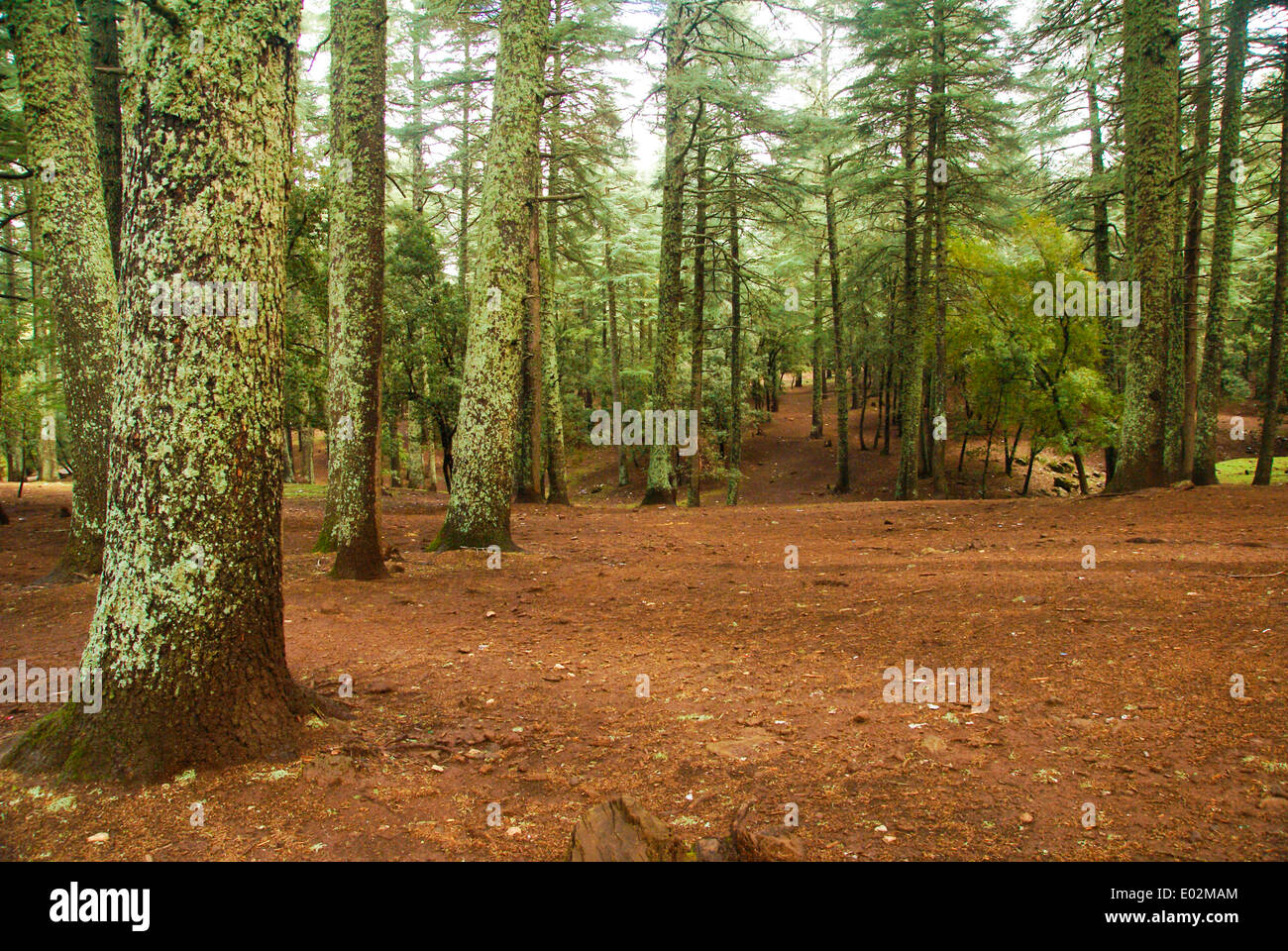 Cedar forest morocco hi-res stock photography and images - Alamy