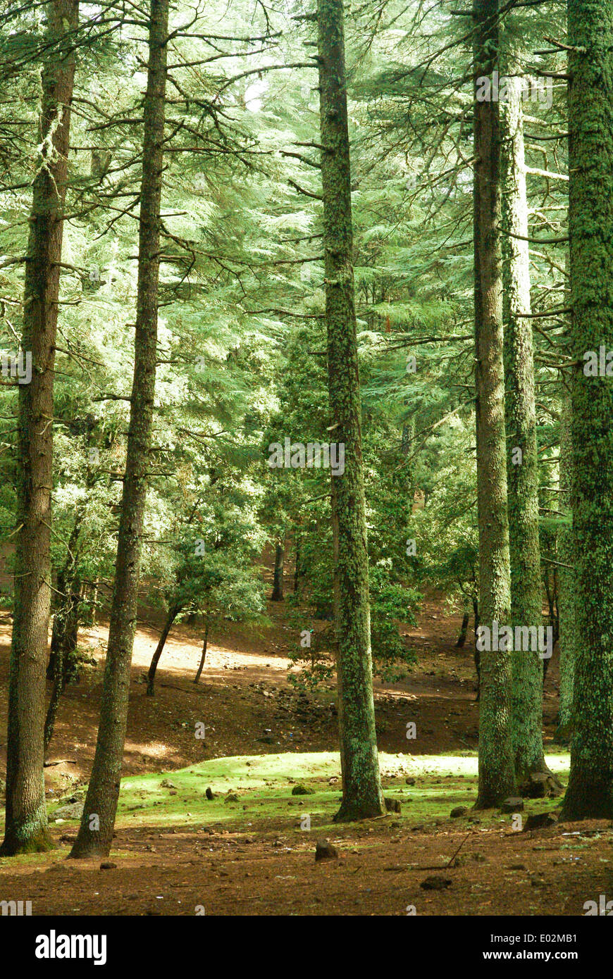 Atlas Cedar (Cedrus atlantica) forest in the Atlas Mountains, Morocco ...