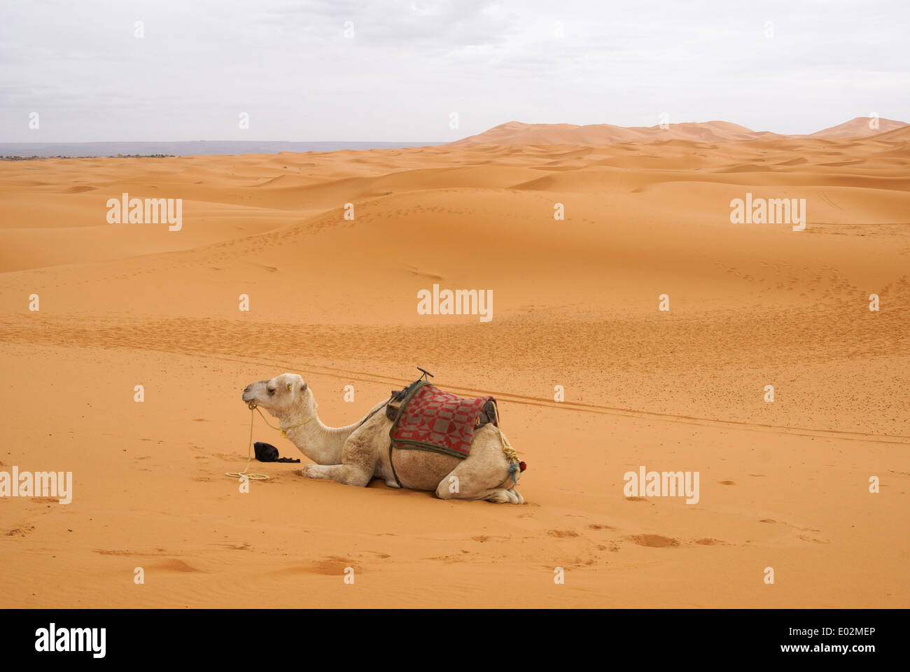 Berber Camel Caravan, Morocco Stock Photo - Alamy