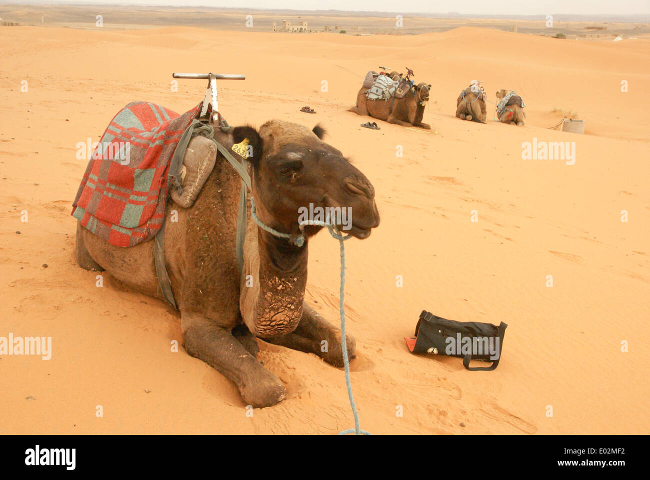 Berber Camel Caravan, Morocco Stock Photo - Alamy