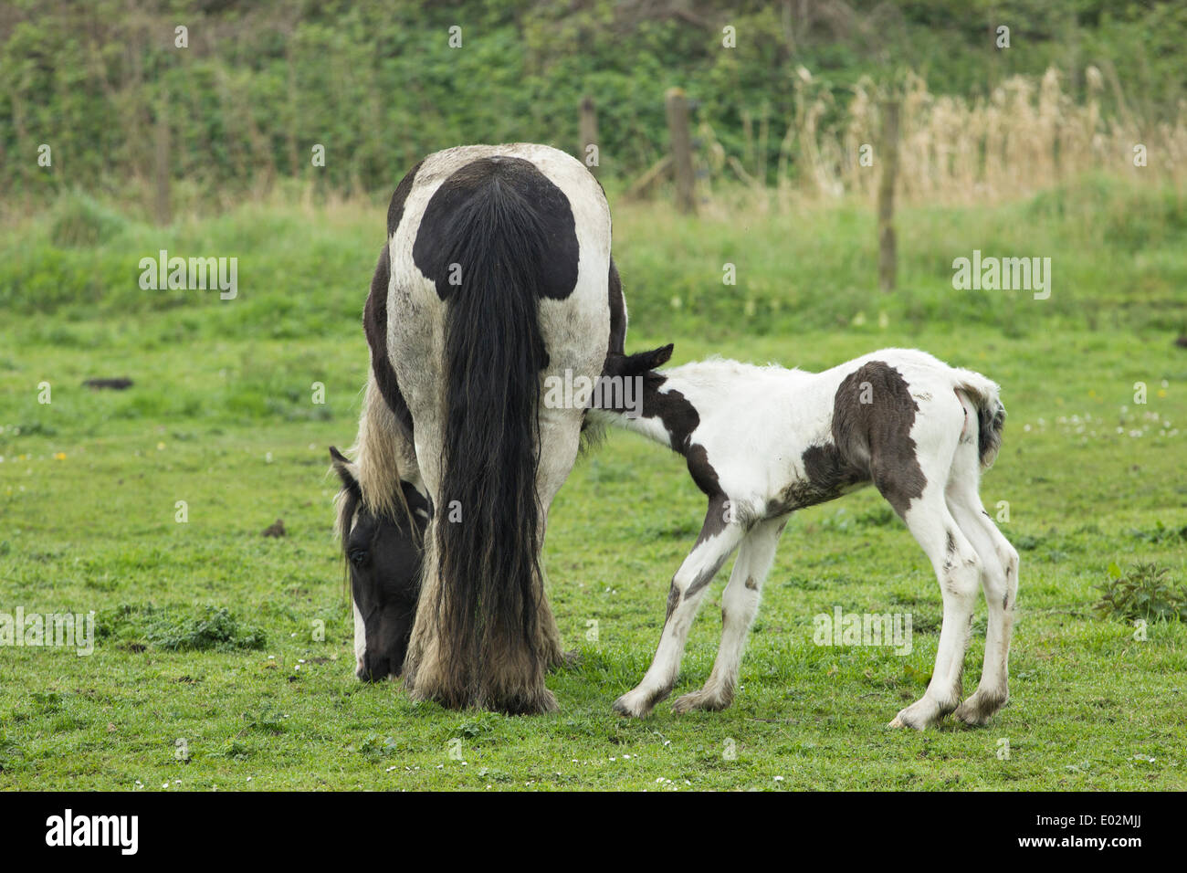 Foal first steps hi-res stock photography and images - Alamy