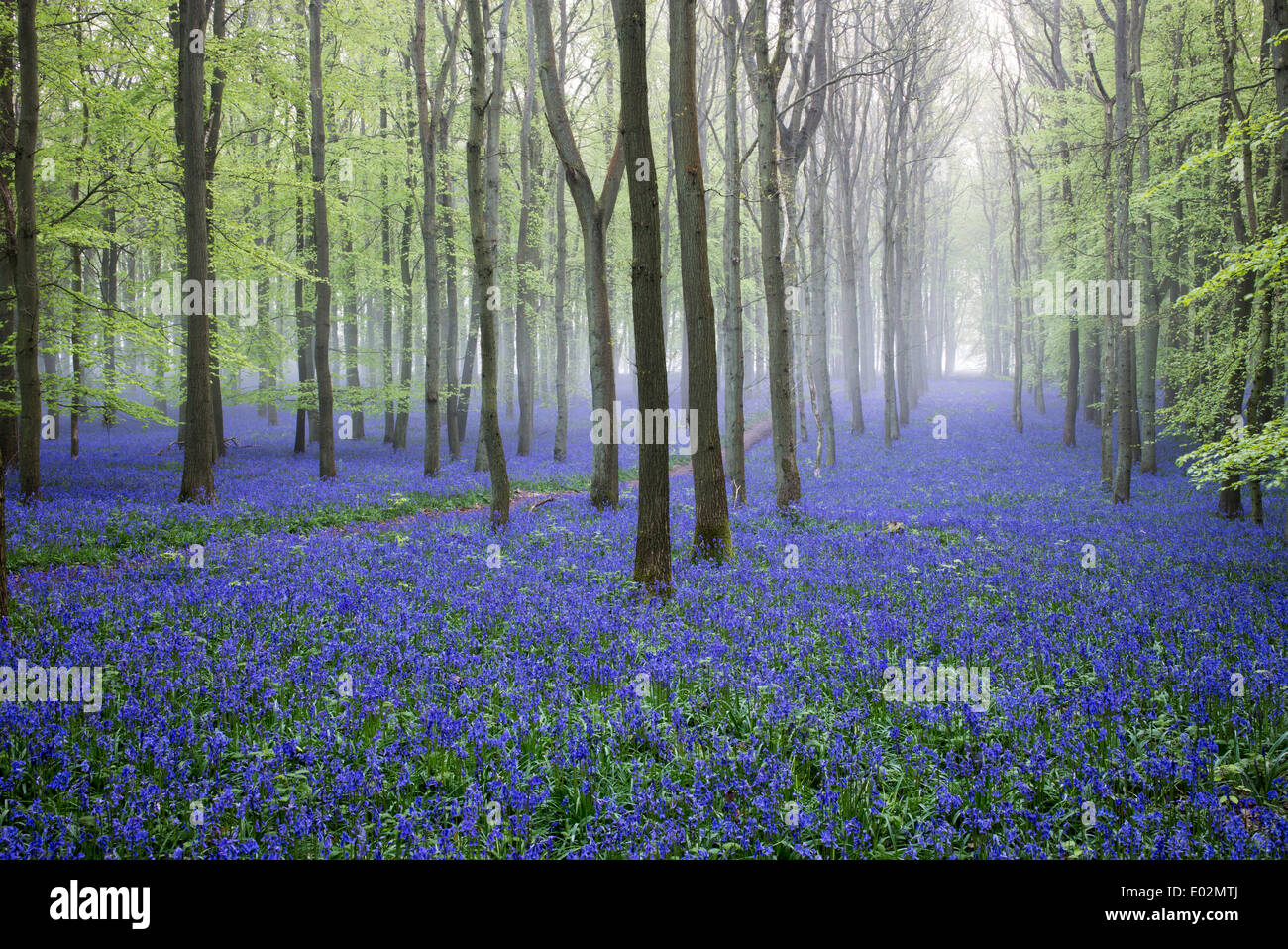 Path through bluebell wood hi-res stock photography and images - Alamy