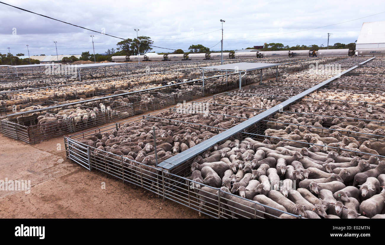 Katanning Saleyard Complex, the largest sheep selling centre in Western ...