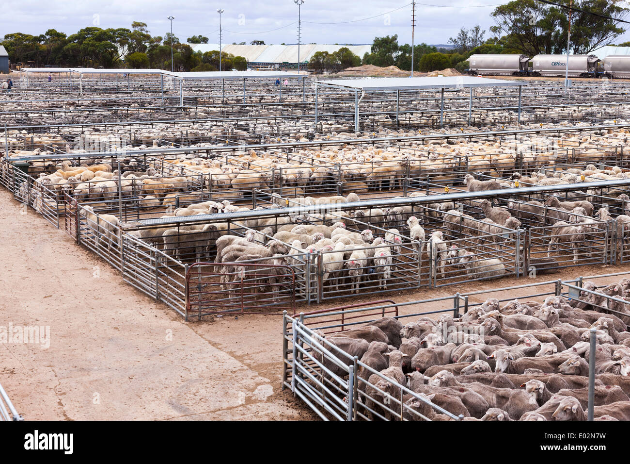 Katanning Saleyard Complex, the largest sheep selling centre in Western ...