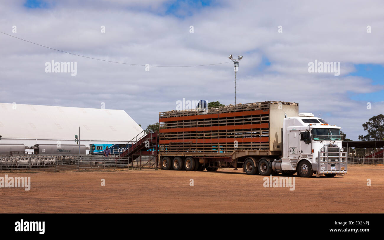 Katanning Saleyard Complex, the largest sheep selling centre in Western ...