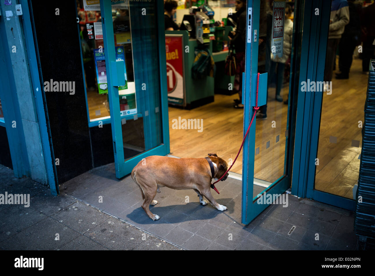 A dog outside of a market Stock Photo - Alamy