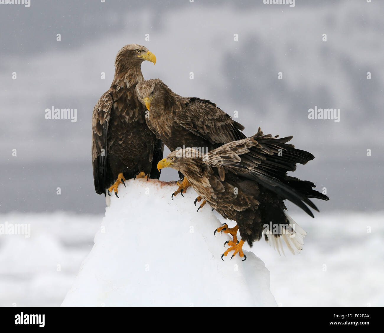 Three White-tailed Eagle together on the drifting ice in Nemuro Strait ...