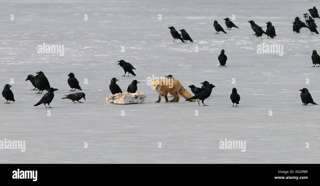 Japanese Red Fox with fish and surrounded by crows at the ice and snow ...