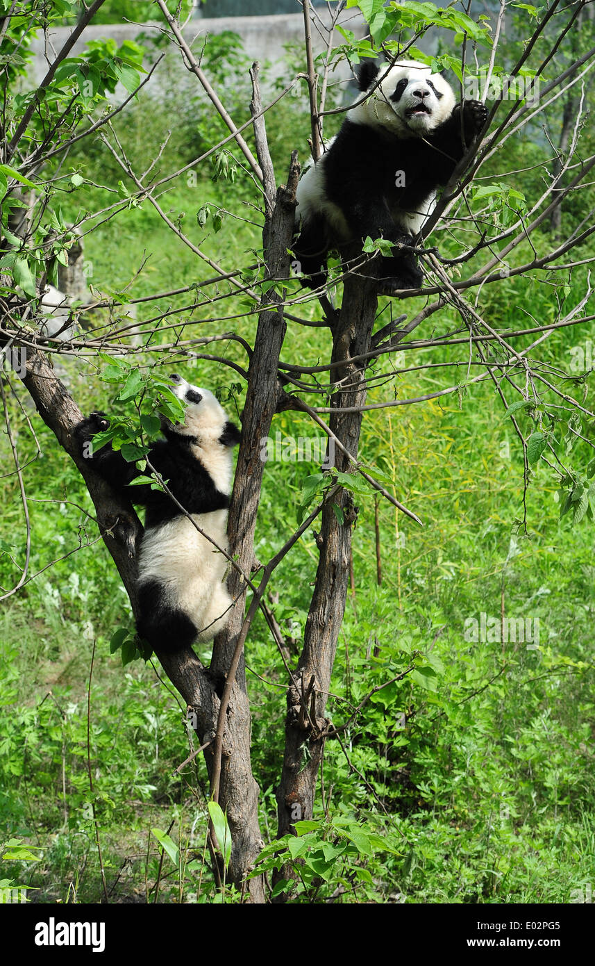 Xi'an, China's Shaanxi Province. 30th Apr, 2014. Two giant panda cubs ...