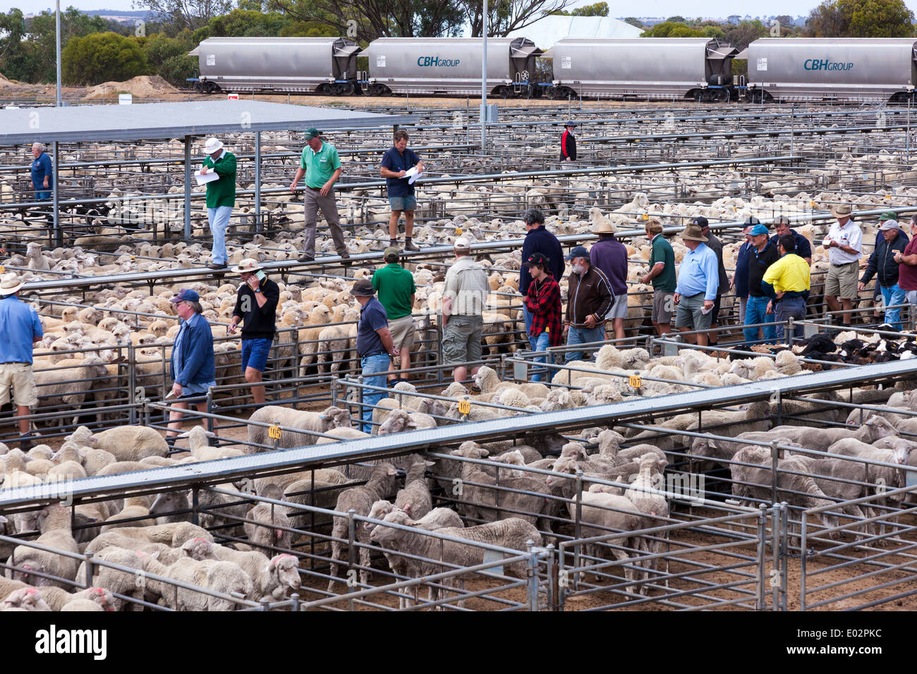Katanning Saleyard Complex, the largest sheep selling centre in Western ...