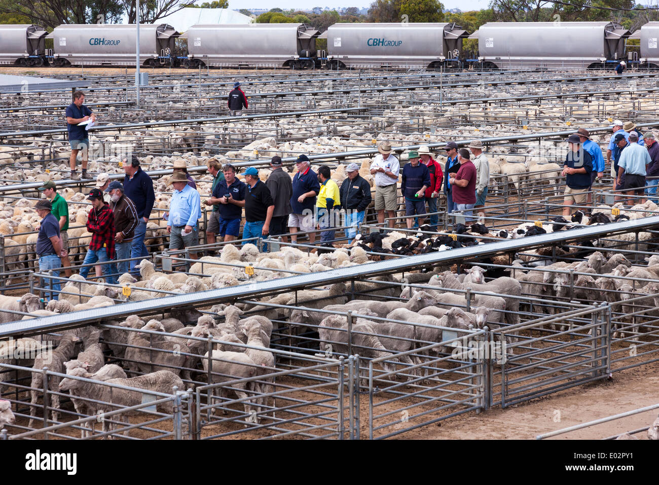 Katanning Saleyard Complex, the largest sheep selling centre in Western ...