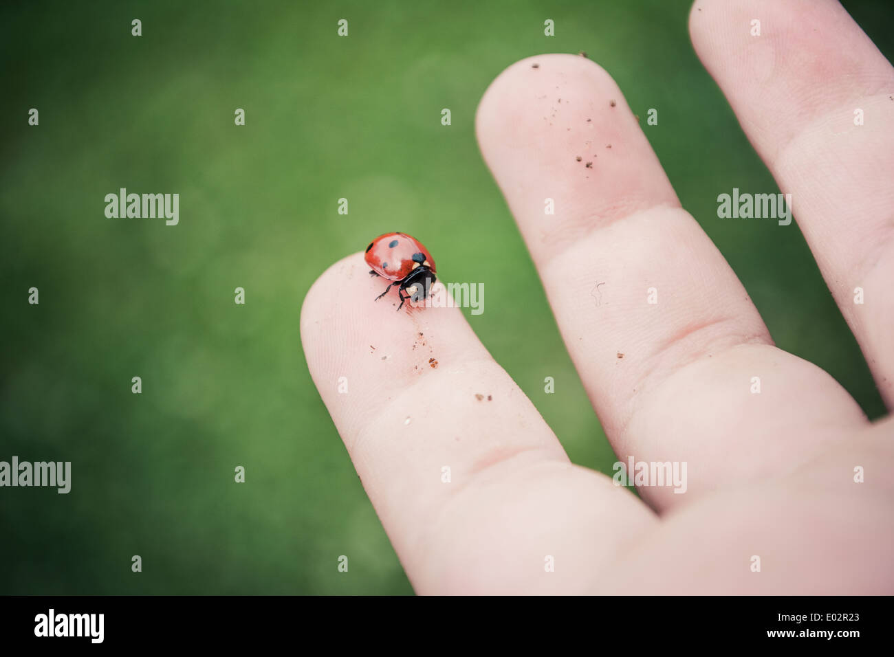 Ladybug on child's hand Stock Photo - Alamy