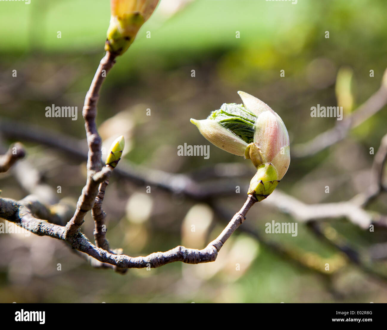 The newly formed leaves of an Horse Chestnut (Aesculus hippocastanum ...