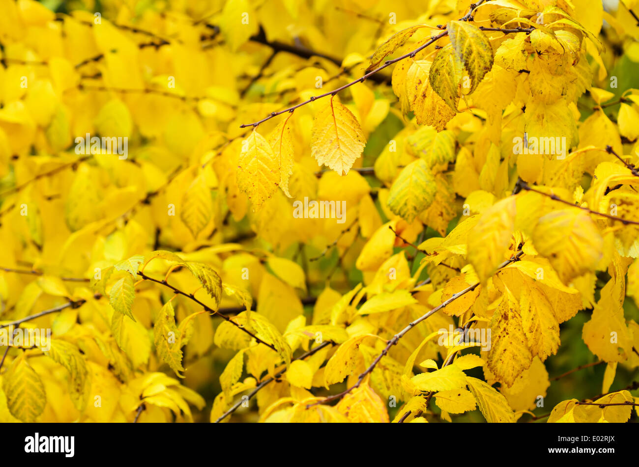 Autumn tree branch Stock Photo - Alamy