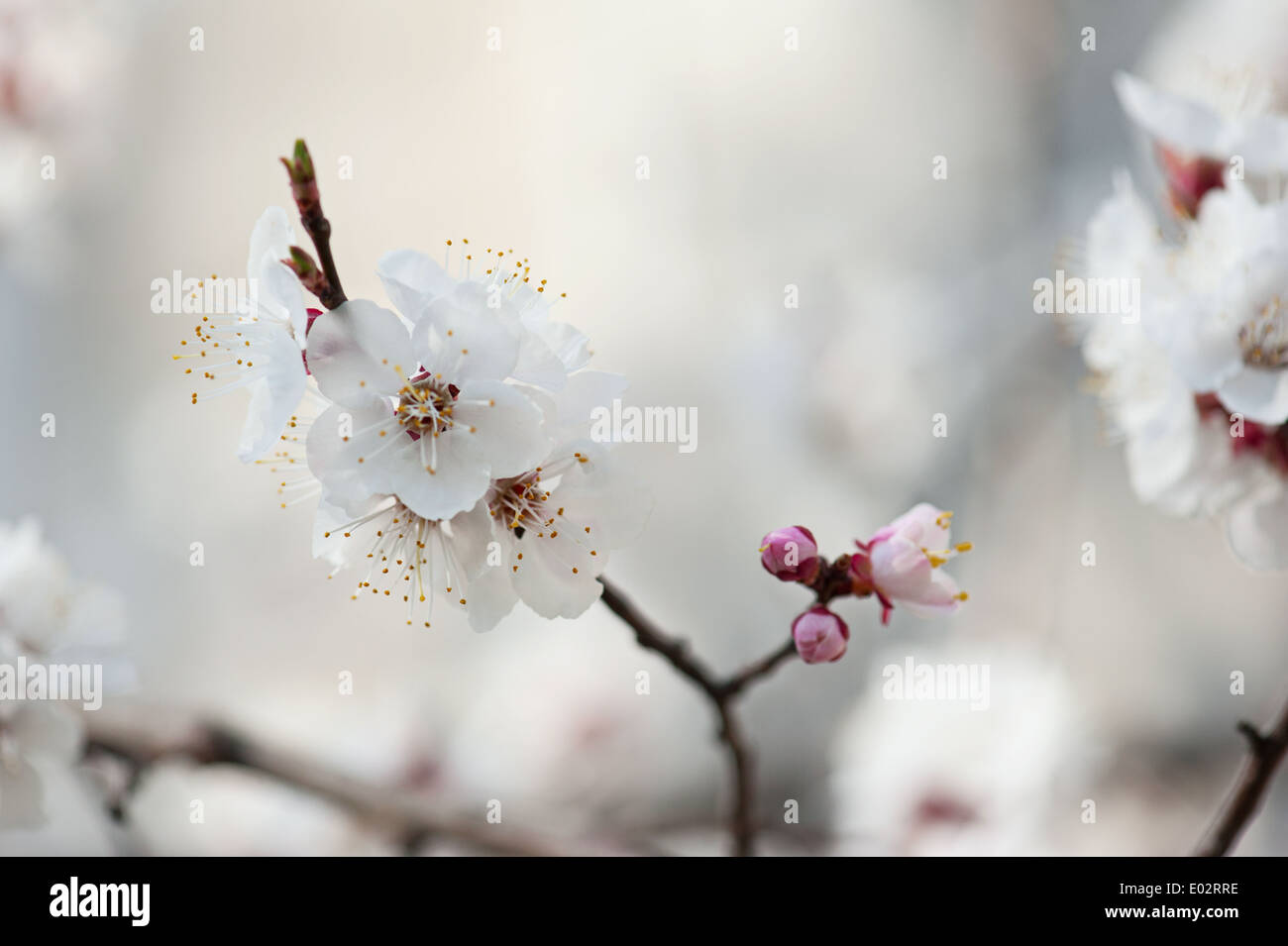 Apricot tree flower Stock Photo - Alamy