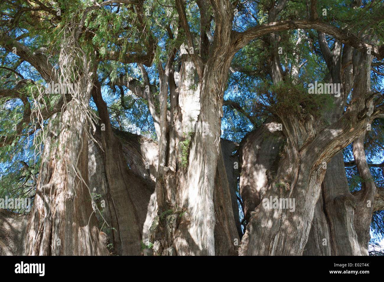 El Arbol del Tule claiming to be possibly world's largest tree Santa ...
