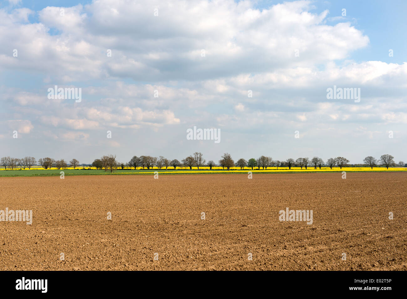 Field of Rapeseed growing on a Lincolnshire farm Stock Photo - Alamy