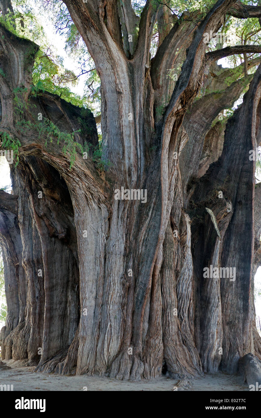 El tule tree worlds largest hi-res stock photography and images - Alamy