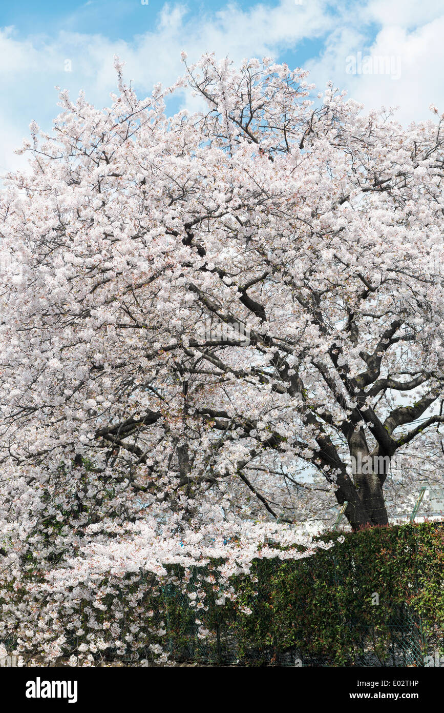 Cherry blossoms in Chofu-shi, Tokyo, Japan Stock Photo - Alamy