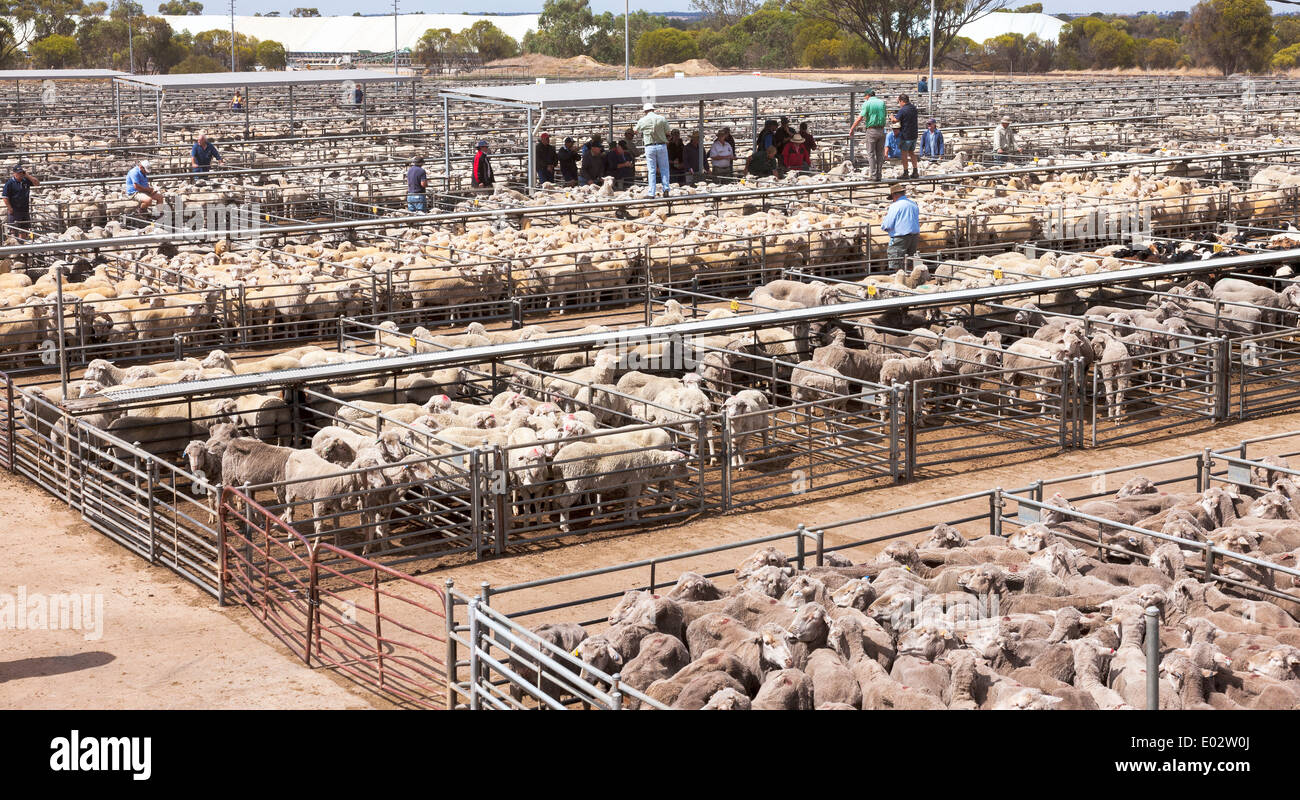 Sheep auction australia hi-res stock photography and images - Alamy