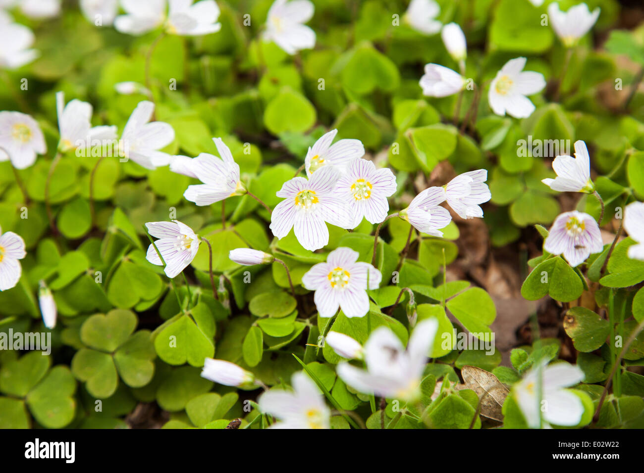 The small white flowers of the wild Wood Anemone (Anemone nemorosa ...