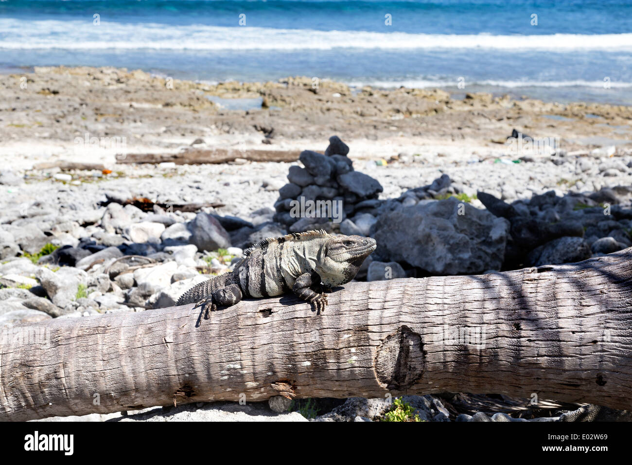 Ctenosaura pectinata, commonly known as the Mexican spiny-tailed iguana ...