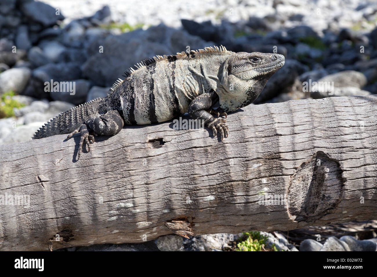 Ctenosaura pectinata, commonly known as the Mexican spiny-tailed iguana ...