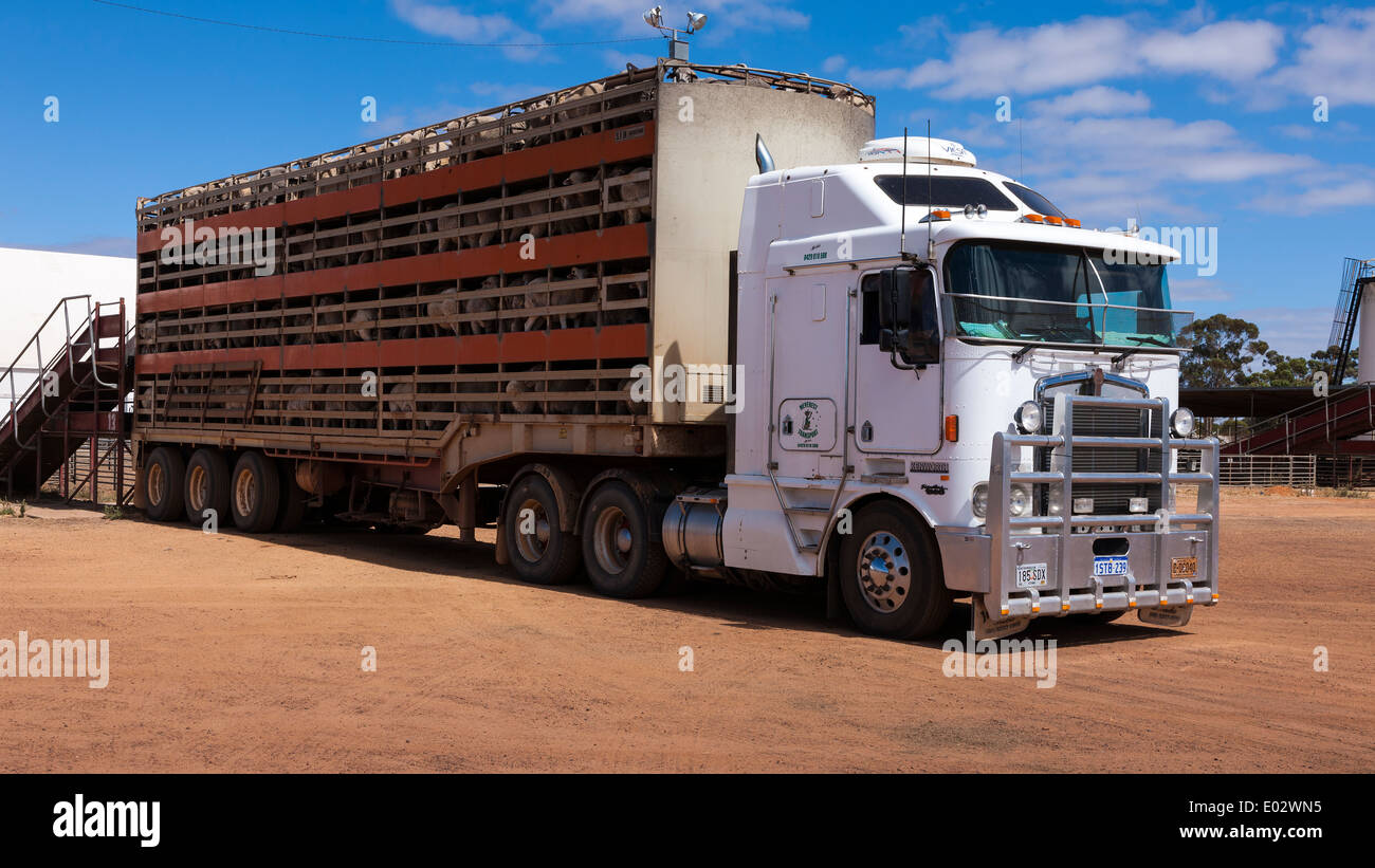 Katanning Saleyard Complex, the largest sheep selling centre in Western ...