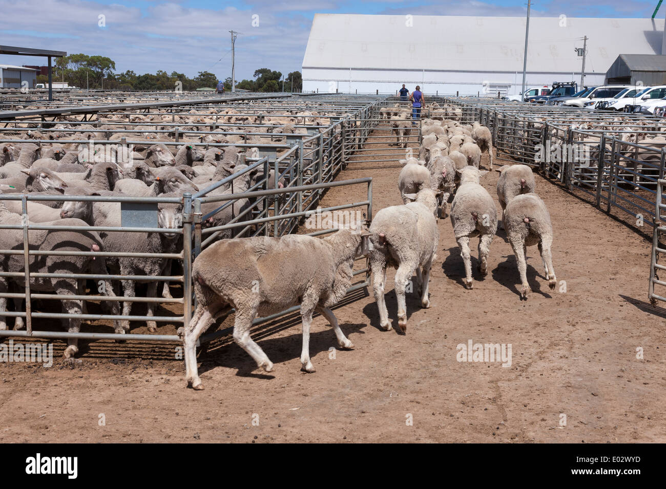 Katanning Saleyard Complex, the largest sheep selling centre in Western ...