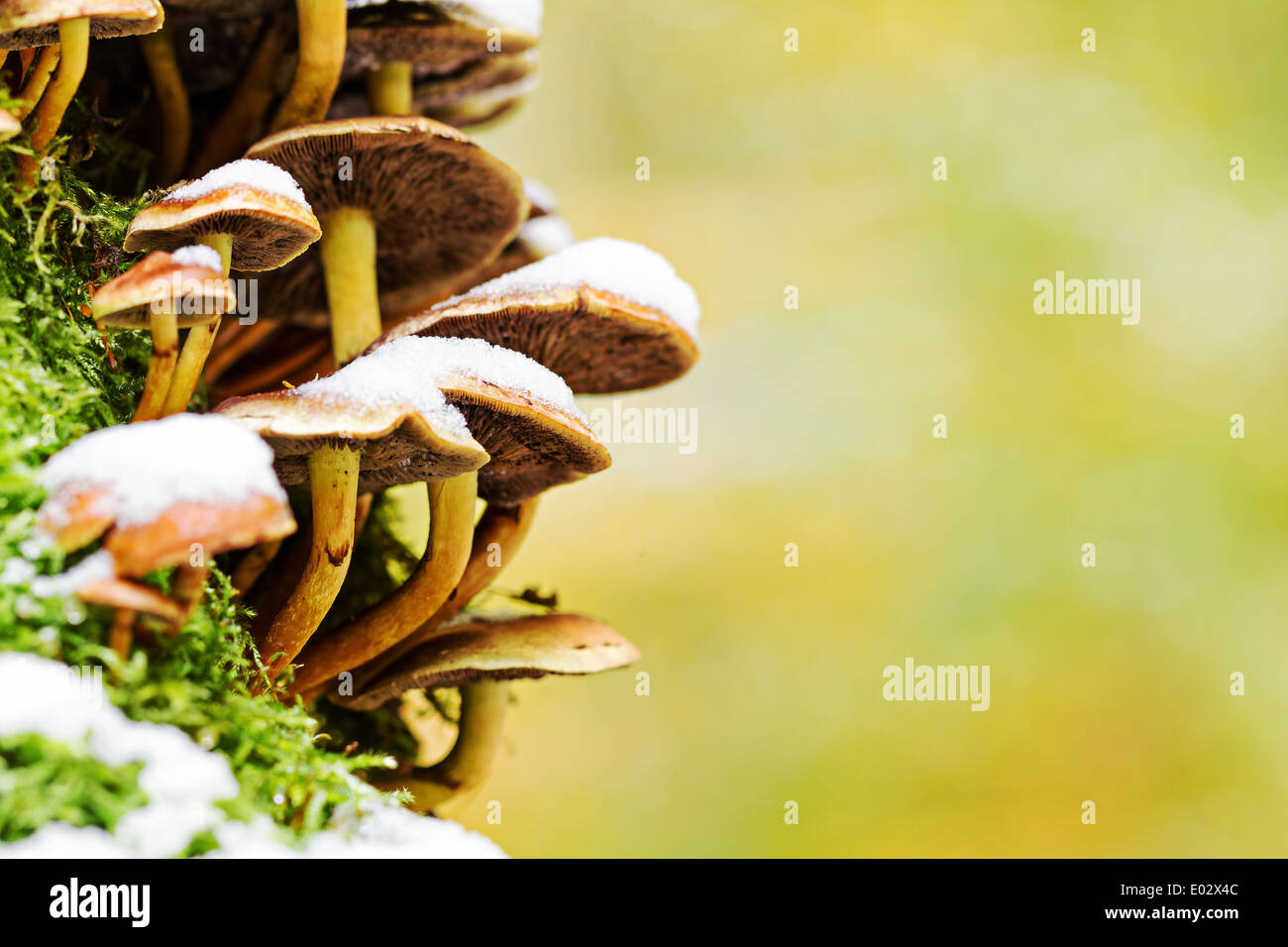 Snow on mushrooms hi-res stock photography and images - Alamy