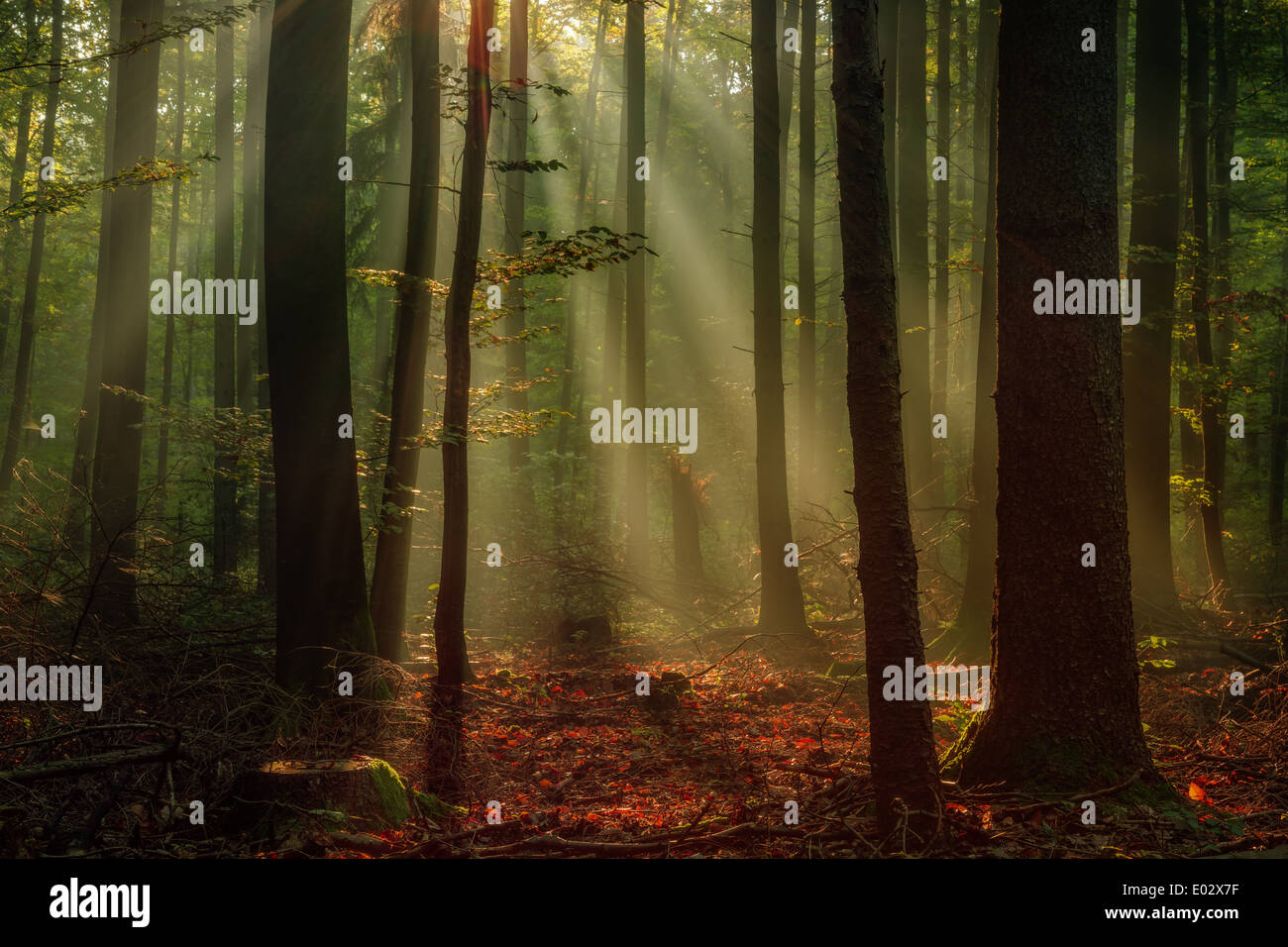 Enchanted Autumn Forest with the lovely rising morning sun Stock Photo ...