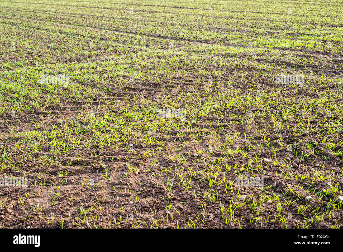 fresh plants in plantation field Stock Photo - Alamy