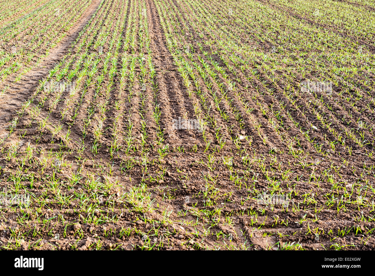 fresh plants in plantation field Stock Photo - Alamy