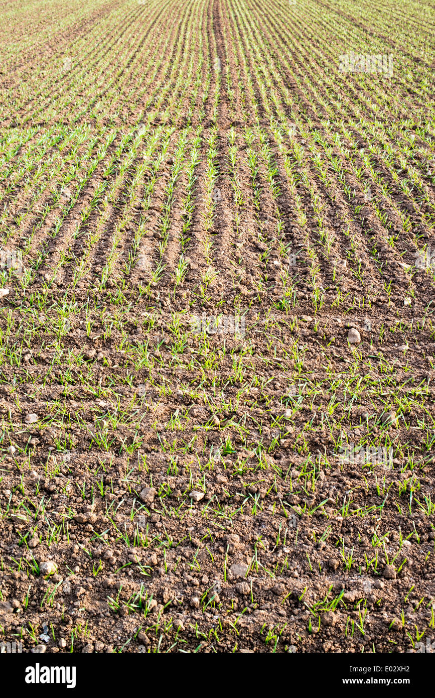 fresh plants in plantation field Stock Photo - Alamy