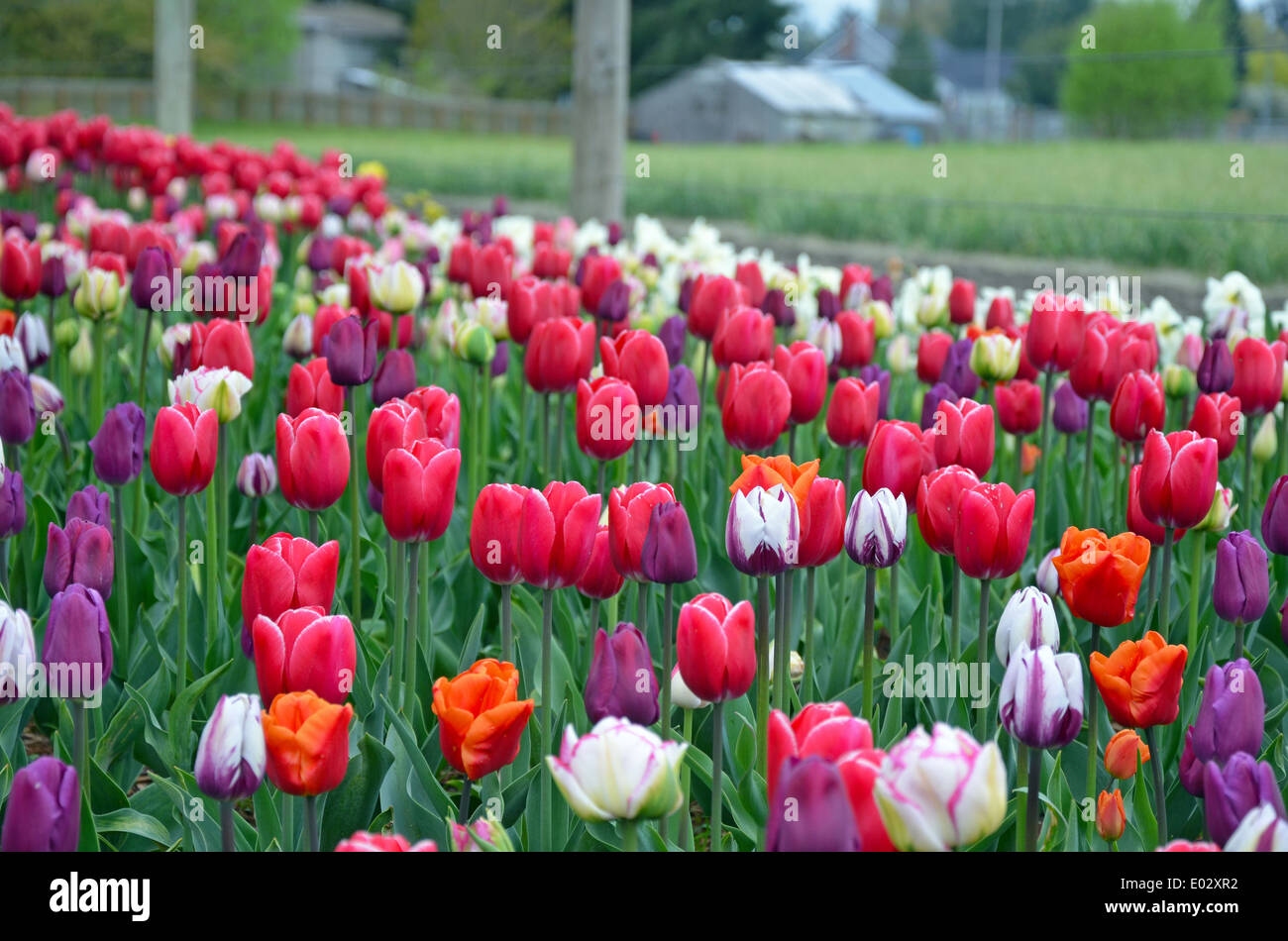 Beautiful assorted colorful spring tulips garden with barn in ...