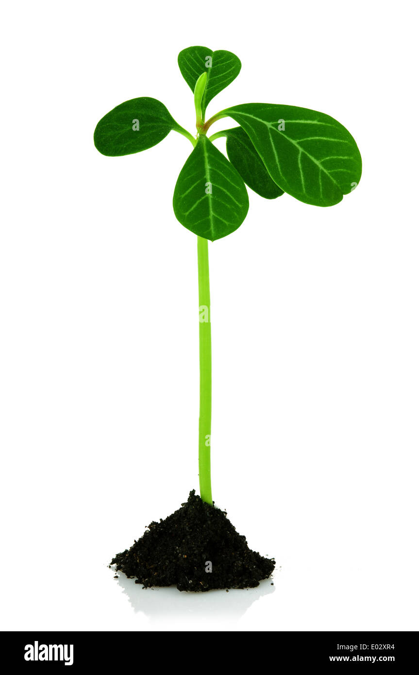 Sprout ground hi-res stock photography and images - Alamy