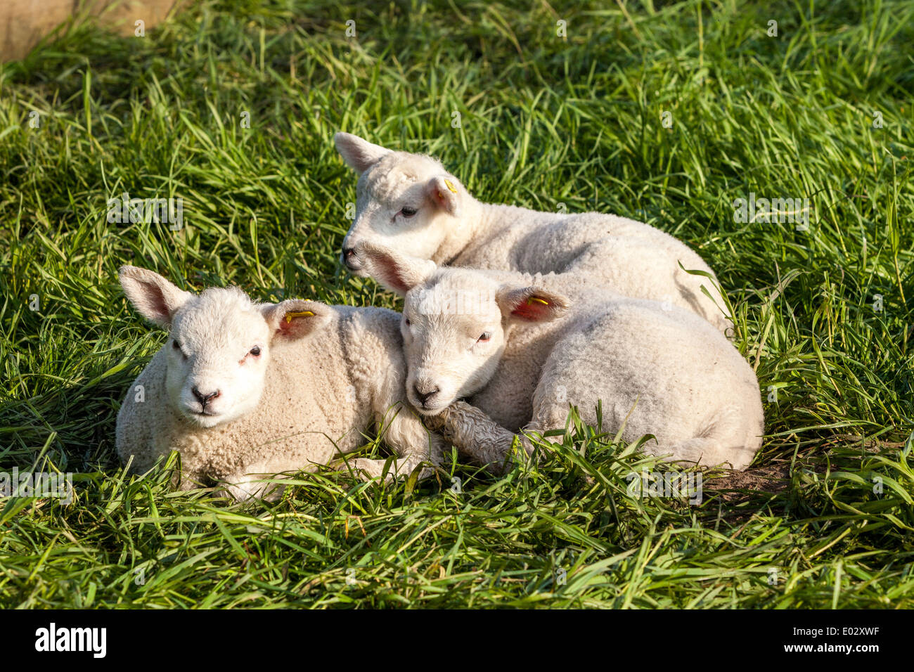 Three lamb hi-res stock photography and images - Alamy