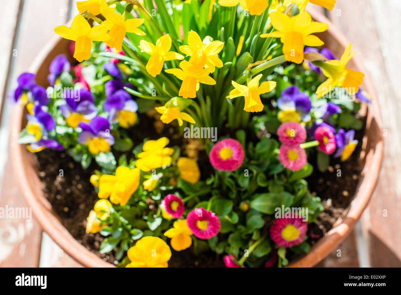 Spring plant arrangement in flower pot Stock Photo - Alamy