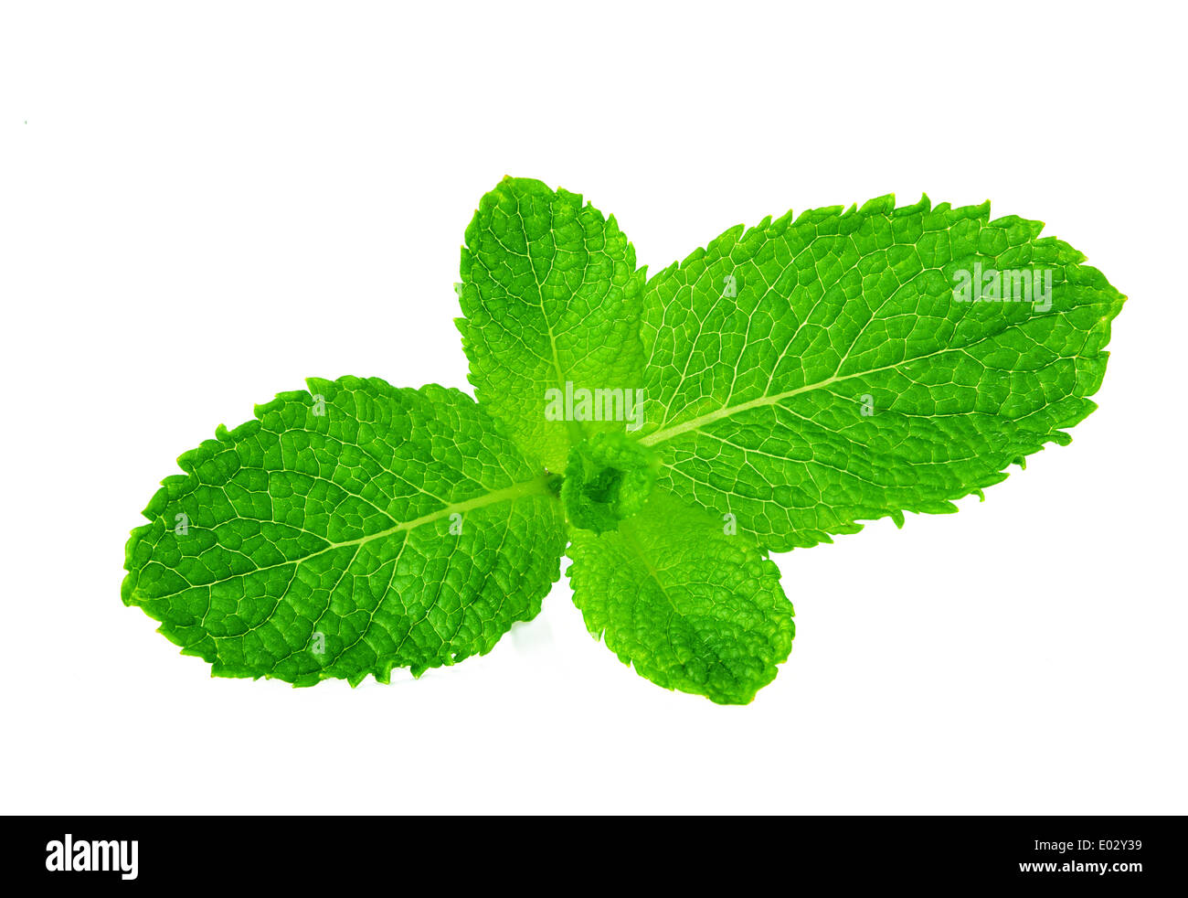 Mint taste hi-res stock photography and images - Alamy