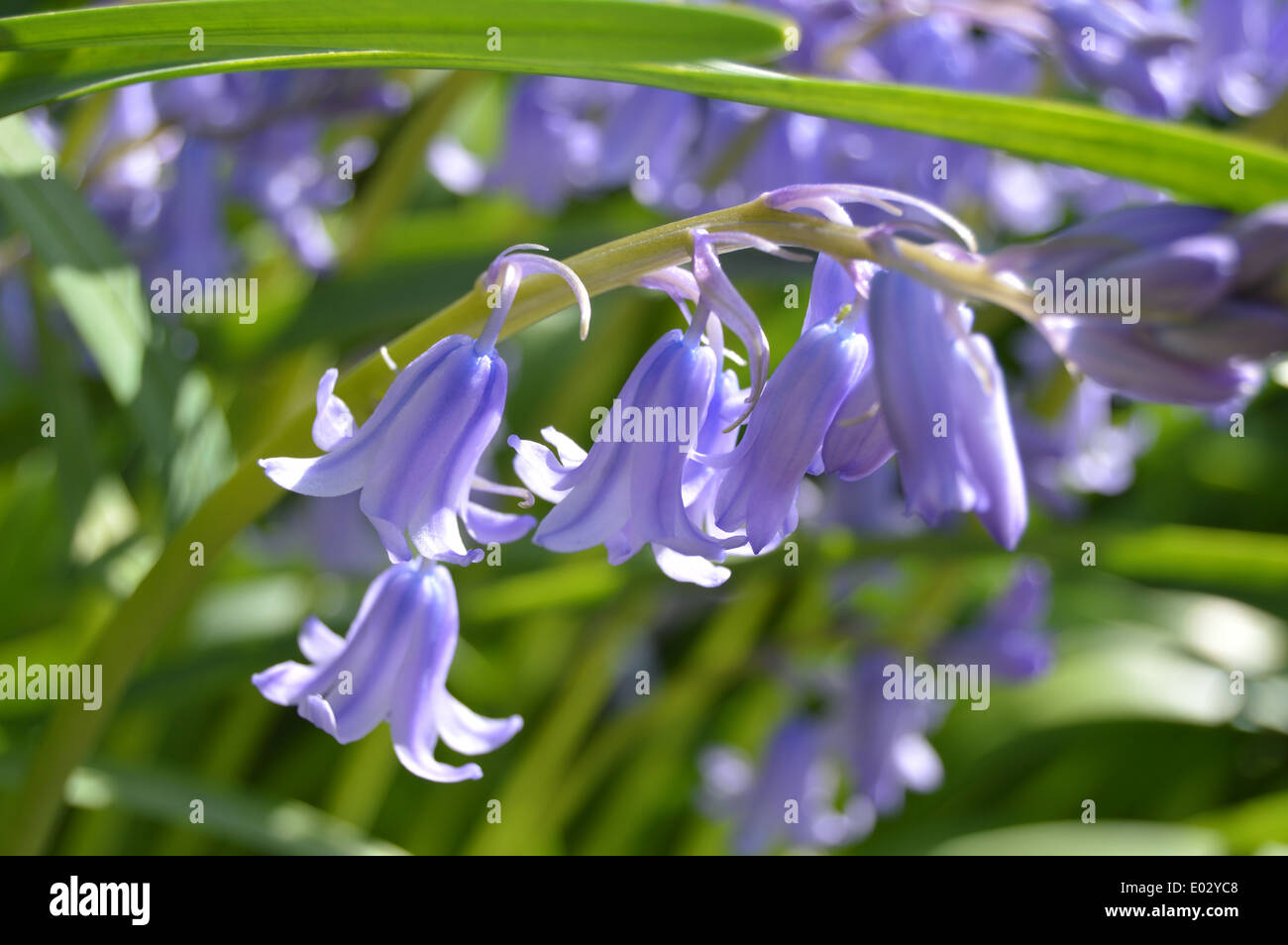 Bluebells in Springtime Stock Photo - Alamy