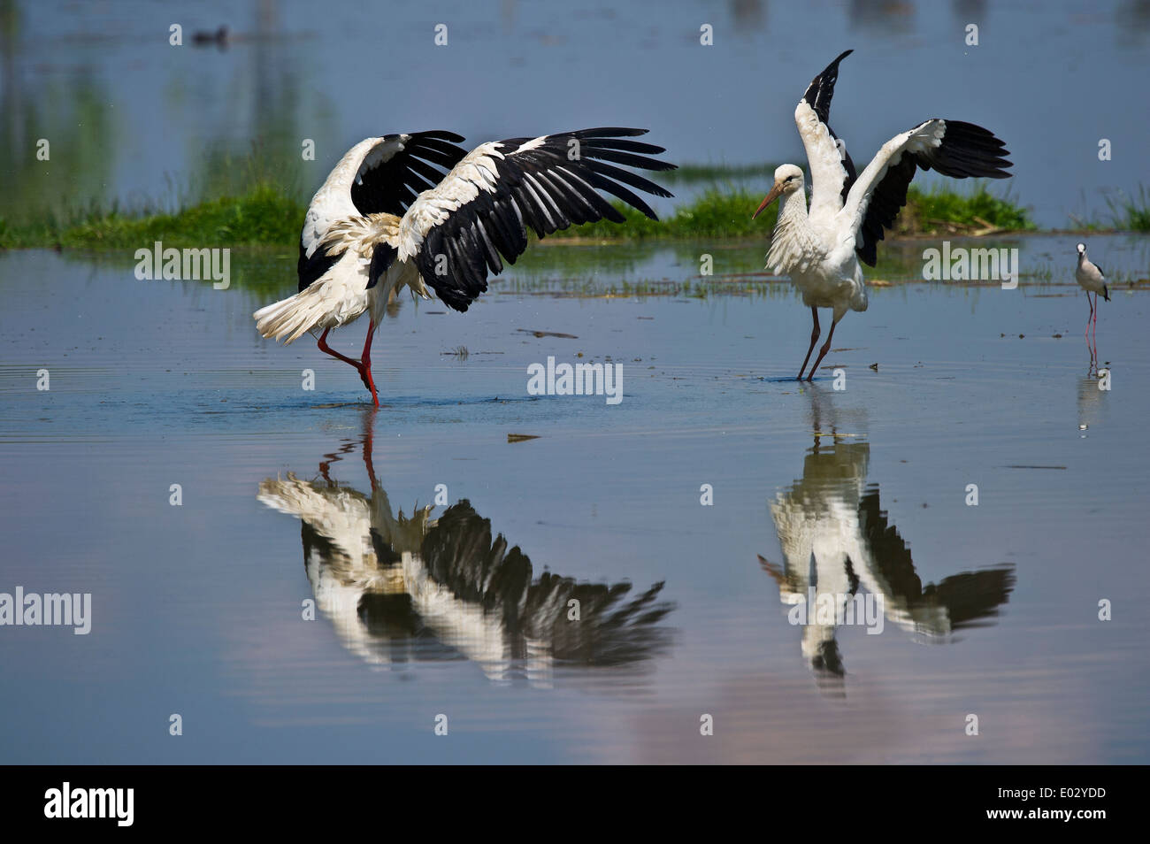 White Storks and Black-winged Stilt, Ciconia ciconia, Himantopus ...