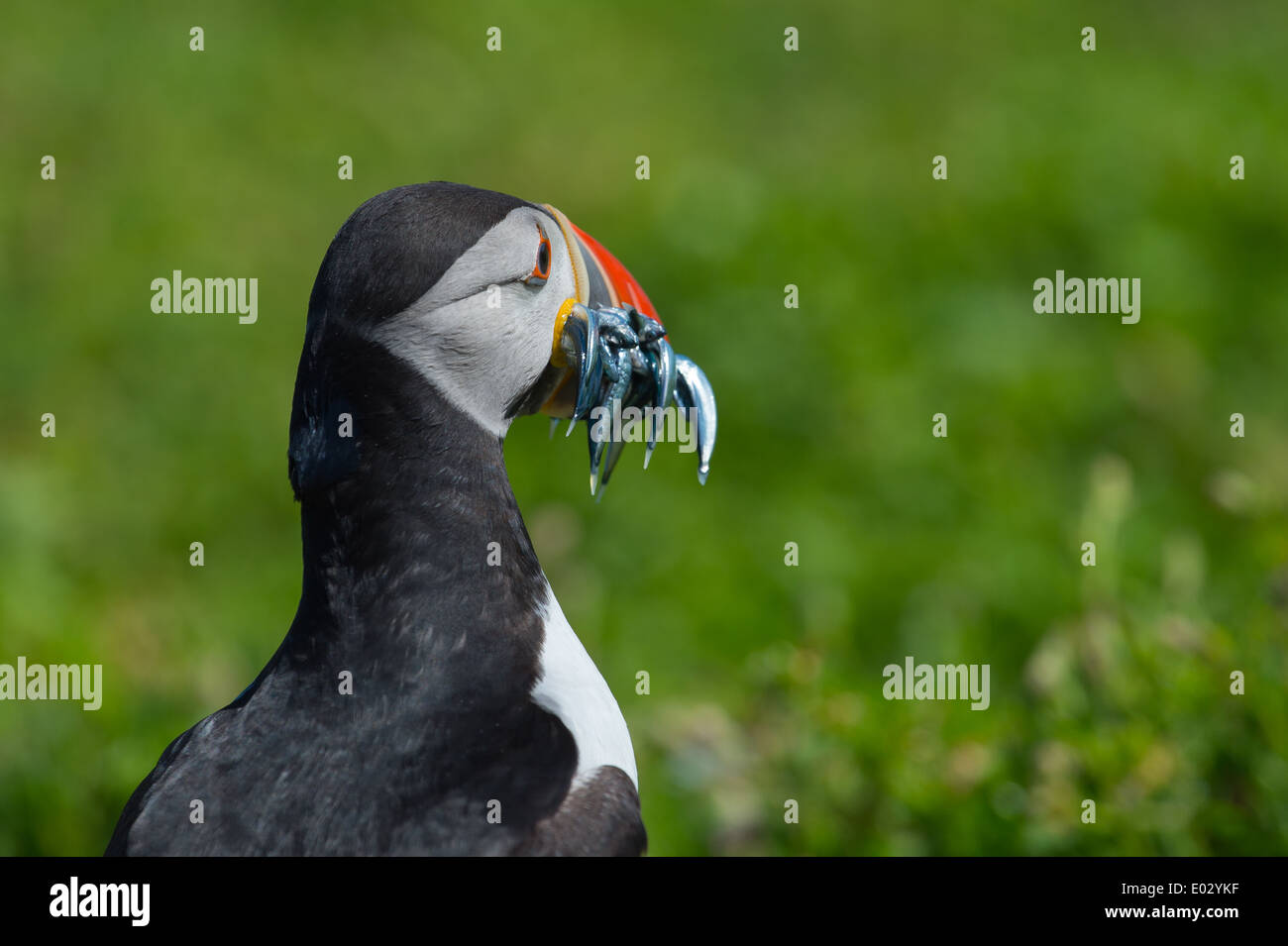 Puffin predator hi-res stock photography and images - Alamy