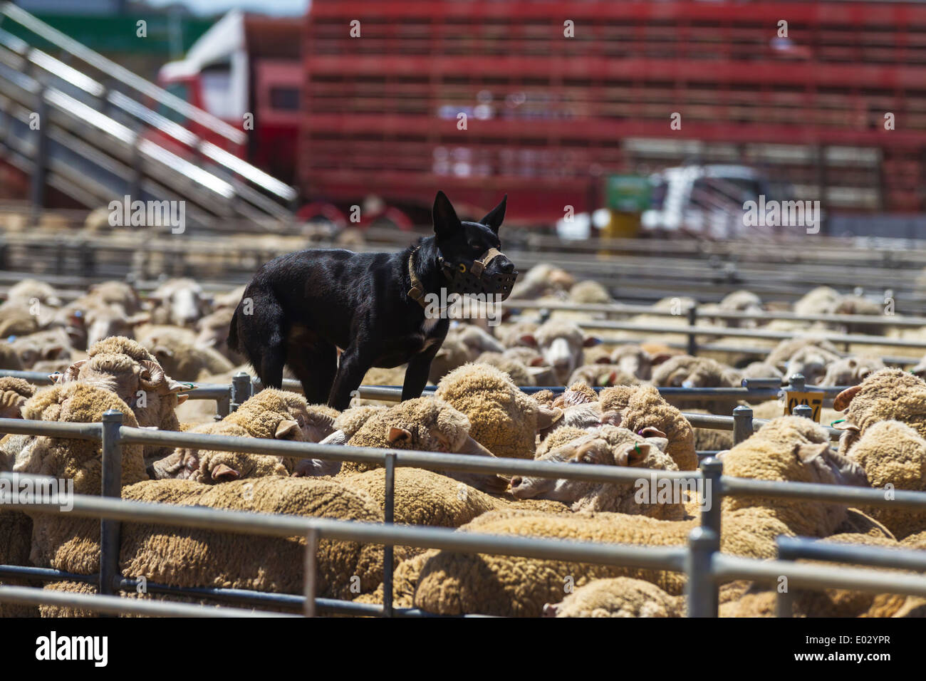 Katanning Saleyard Complex, the largest sheep selling centre in Western ...