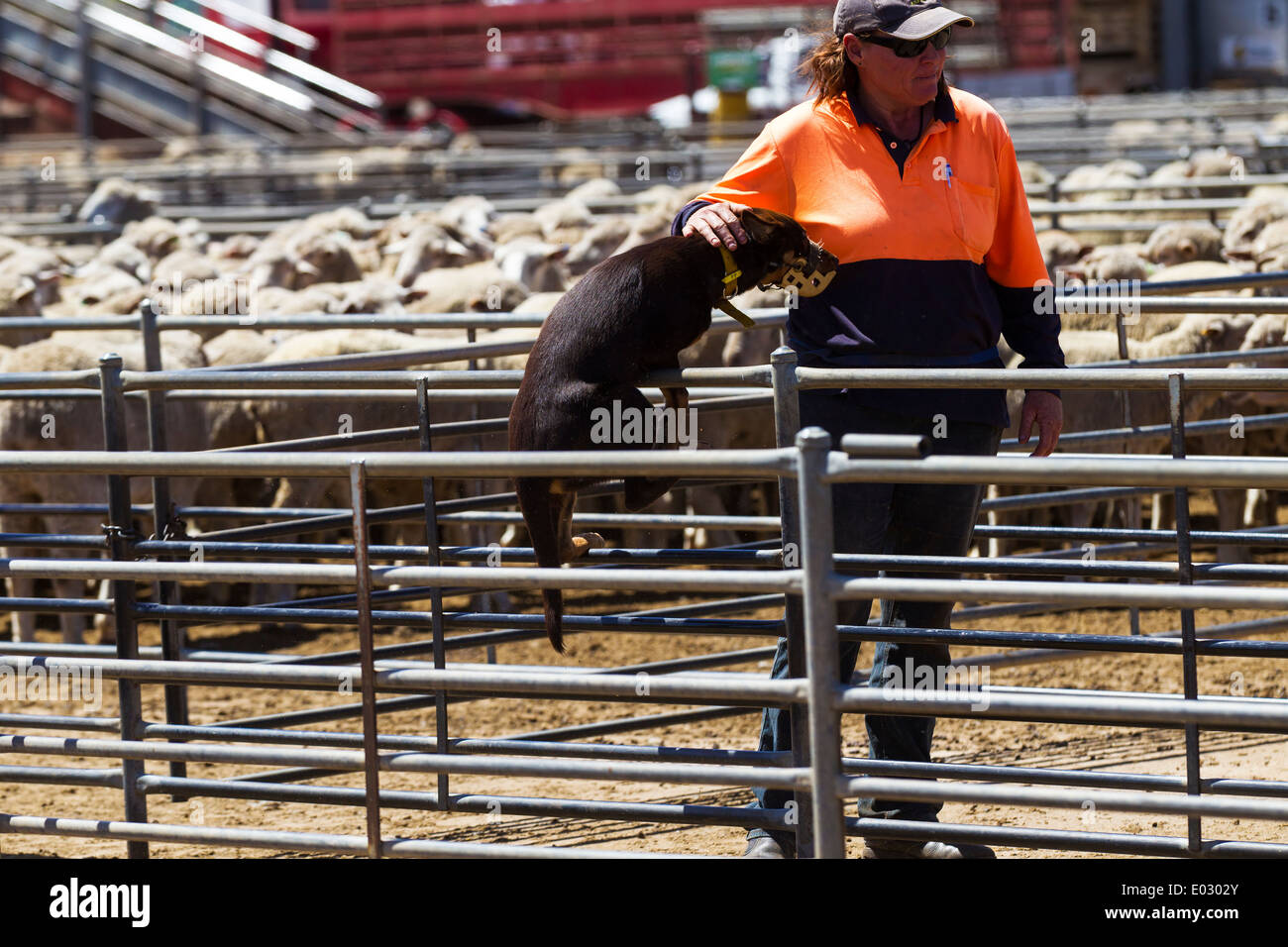 Katanning Saleyard Complex, the largest sheep selling centre in Western ...
