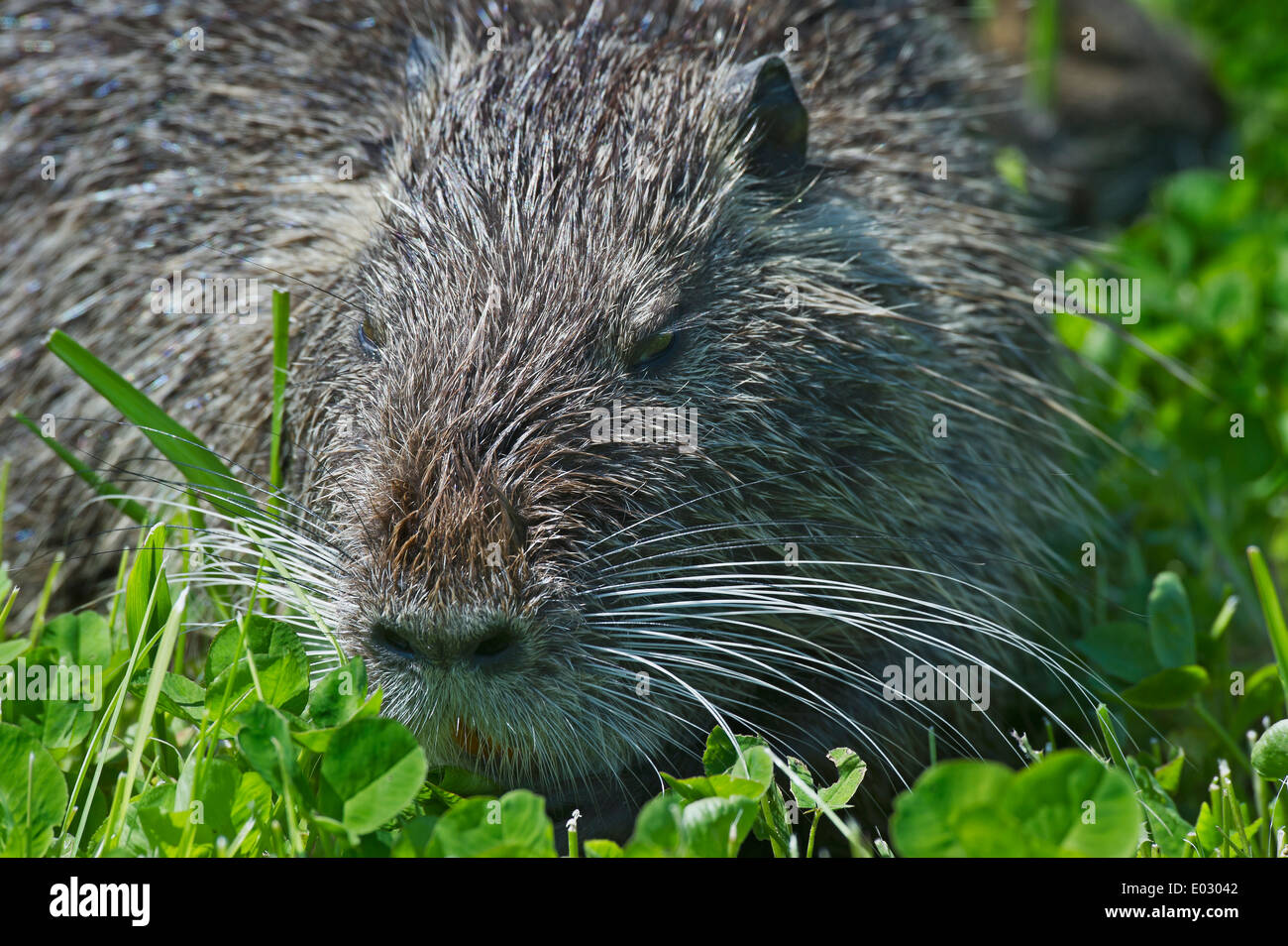 Nutria, Myocastor coypus Stock Photo - Alamy