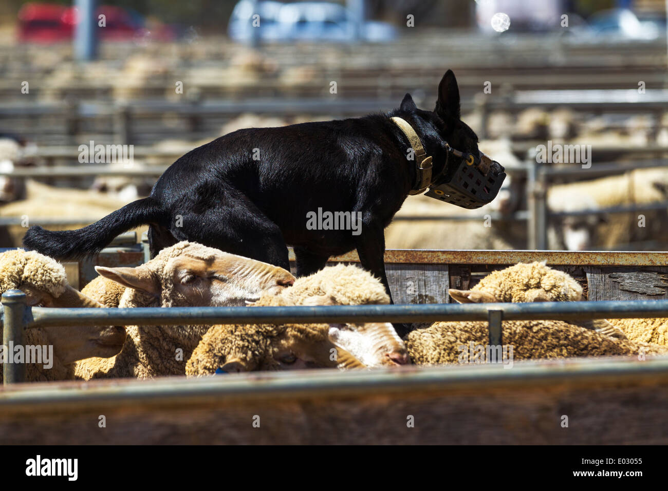 Katanning Saleyard Complex, the largest sheep selling centre in Western ...