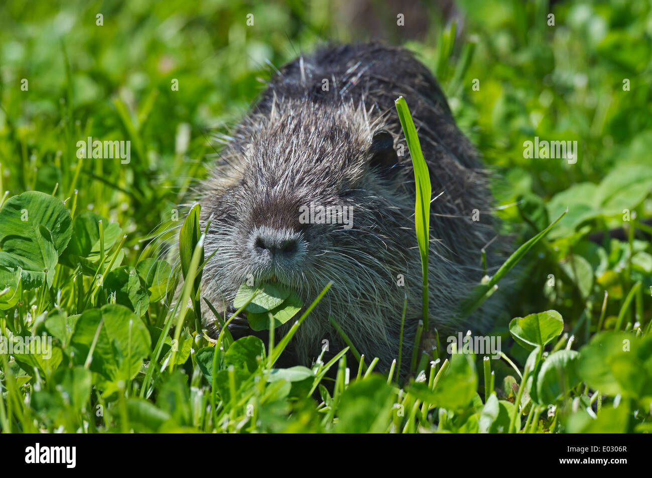 Nutria, Myocastor coypus Stock Photo - Alamy